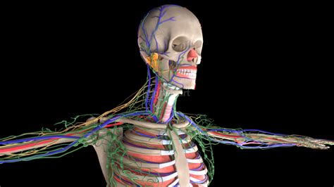 Image result for C4D Medical Modeling