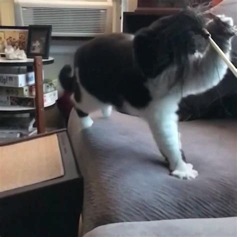 Image result for Cat Training Hand Aggression