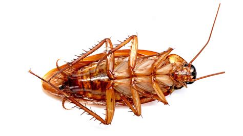 Image result for Cockroach Legs