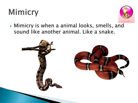 Image result for Behavior Adaptation