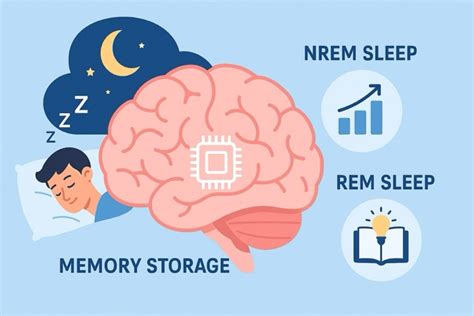 Image result for Memory and Learning Sleep