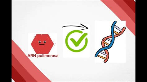 Image result for Operon Theory