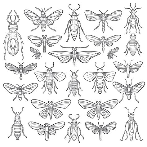 Image result for Insects Coloring Pages