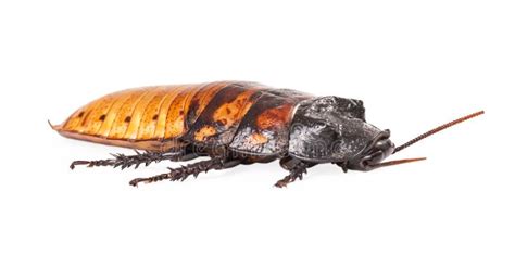 Image result for Cockroach Side View