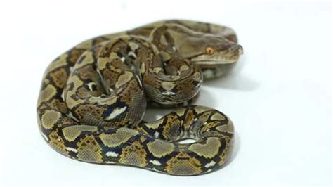 Image result for Philippine Reticulated Python