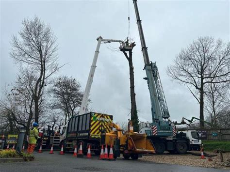 Image result for Tree Lift