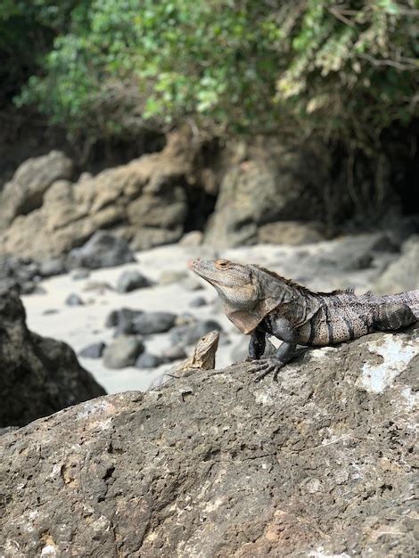 Image result for Lizard Side View