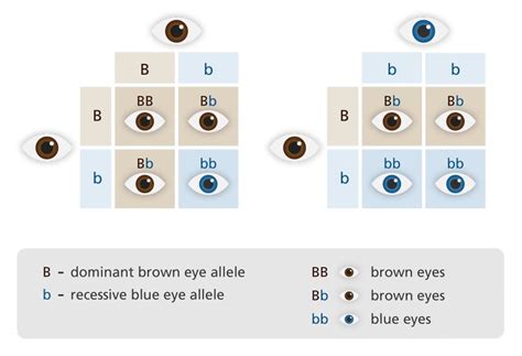 Image result for Eye Color Inheritance Chart