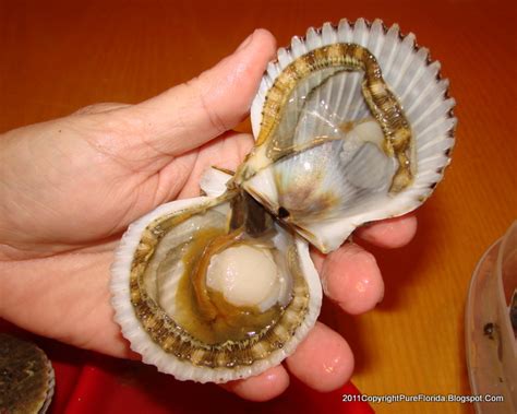 Image result for How to Clean Scallops
