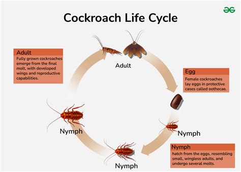 Life Cycle of Cockroach - GeeksforGeeks