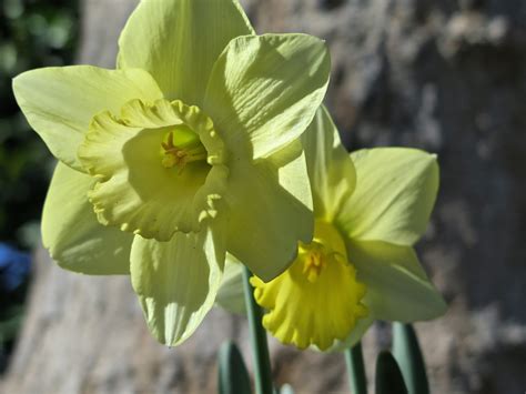 Image result for Springing Spring