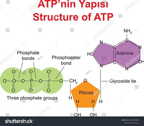 Image result for Basic Structure of ATP