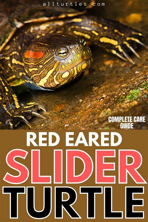 Red ear slider turtle care guide complete free – Artofit