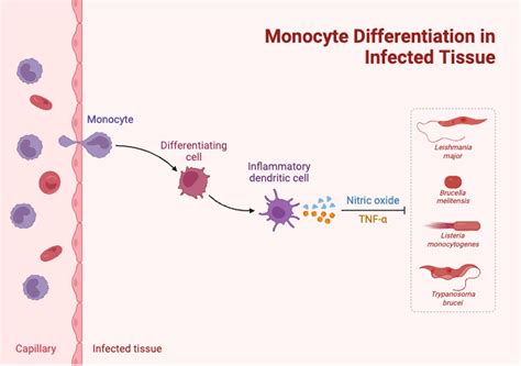 Monocytes - Definition, Structure, Types, Functions - Biology Notes Online