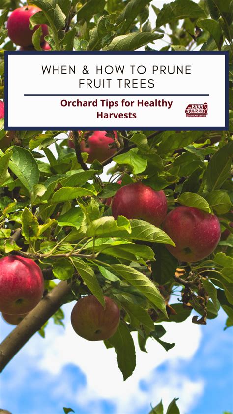 Image result for Pruning an Apple Tree in Spring