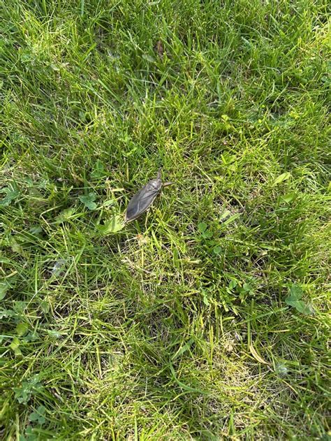 Image result for Cockroach Ontario