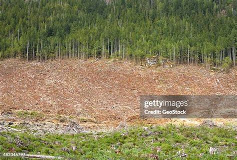 Image result for Selective Logging