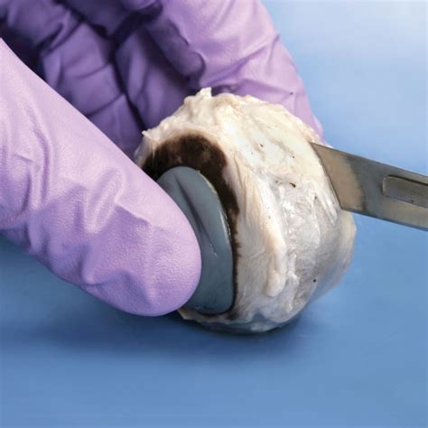 Image result for Cow Eye Dissection