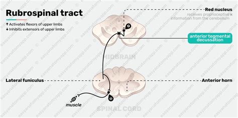 Image result for Extrapyramidal System Structure