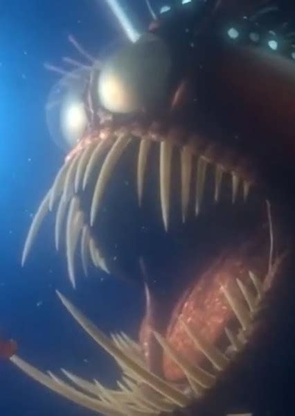 Image result for Finding Nemo Angler Fish