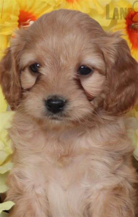 Image result for Cavapoo Eyes