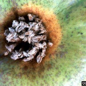 Image result for Pear Rust Circle