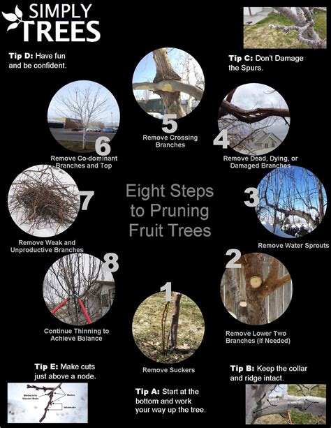 Image result for Pruning Fruit Trees Spring