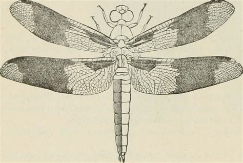 Image result for Insects Using Fuzzy Wire