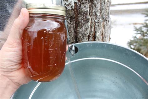 Image result for Quebec Maple Syrup Making