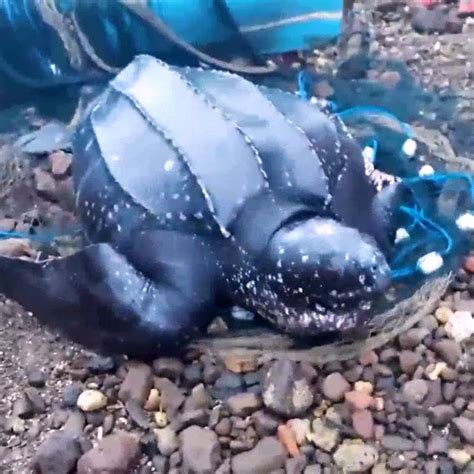 Image result for How to Catch a Turtle with a Net