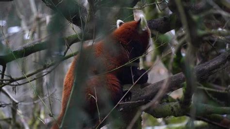 Image result for Red Panda Channel