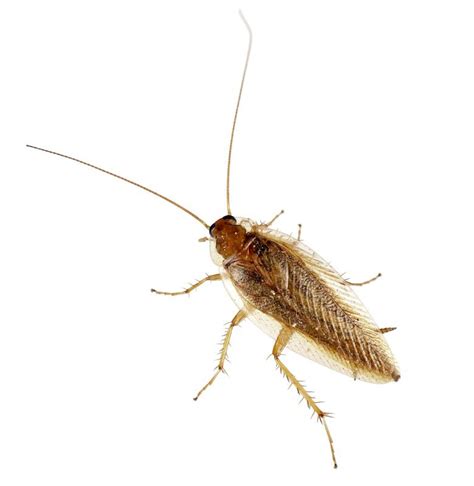 Image result for The Flying Cockroach Attack Comple