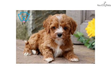 Image result for Male Cavapoo