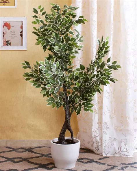 Image result for Fake Ficus Tree