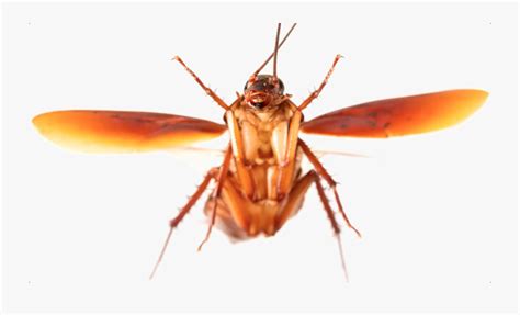 Image result for Flying Cockroach Transparent Background
