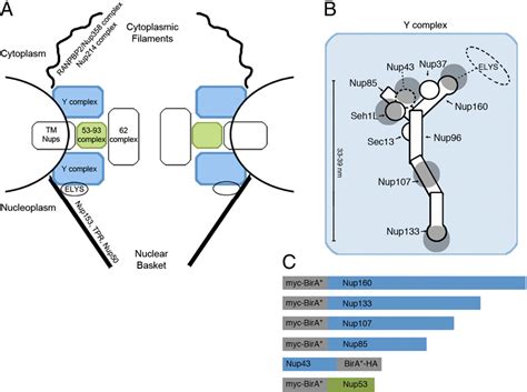 Image result for Nuclear Pore Complex Translation