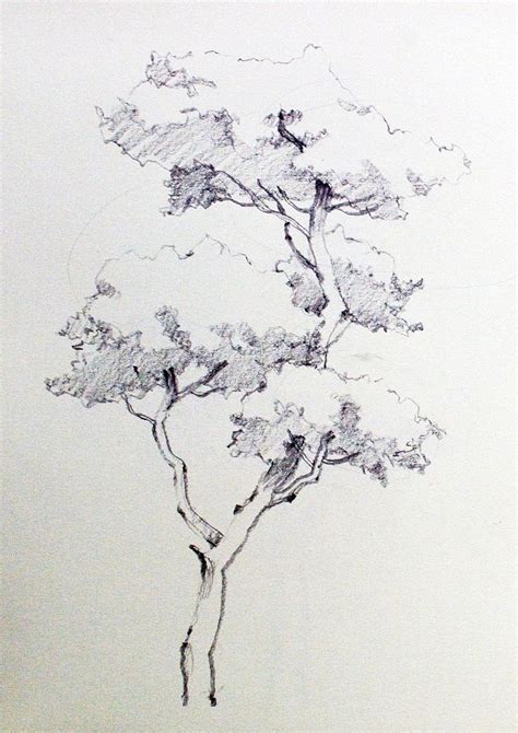 Image result for Tree Image TP Draw