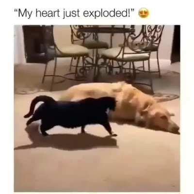 Image result for Exploding Dogs Just for Laughs