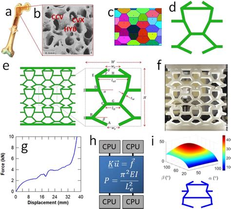 Image result for Trabecular Bone Structure