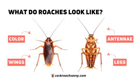 Image result for Cockroach Look Alike