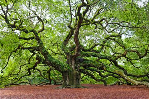 Image result for Live Oak Tree Planting Tips