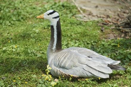 Image result for Anser Anser Spectrogram