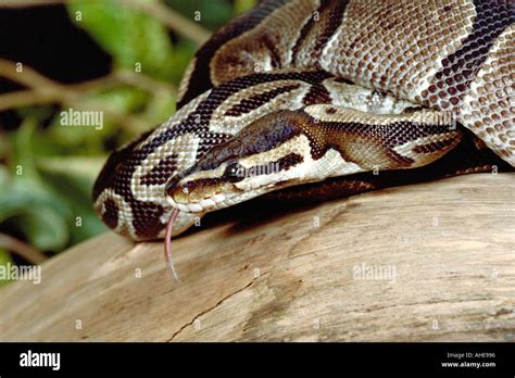 Image result for Python Regius Rat