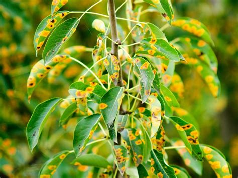 Image result for Pear Tree Leaf Rust