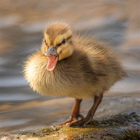 Image result for Spring Ducklings