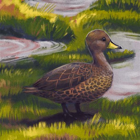 Image result for Dabble Foot