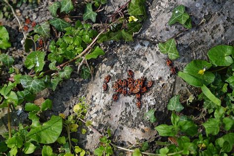 Image result for Insects Group