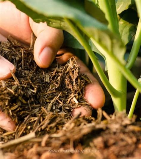 Image result for Planting in Humus