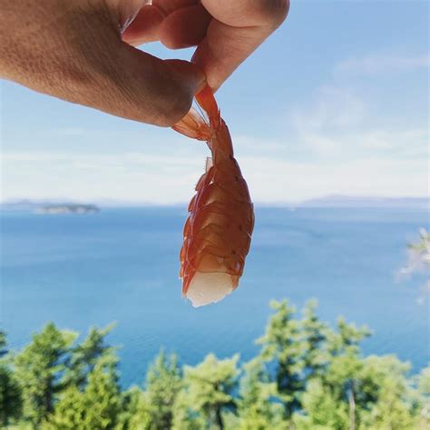 Image result for Catching Prawns