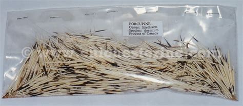 Image result for Using Porky Quills